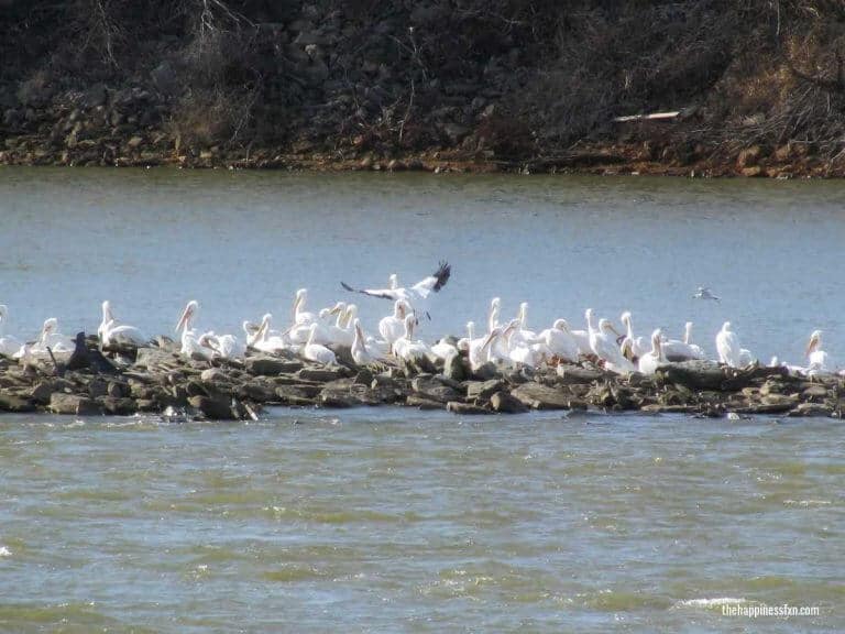 Best Places To Go Bird-Watching in Tulsa - The Happiness Function