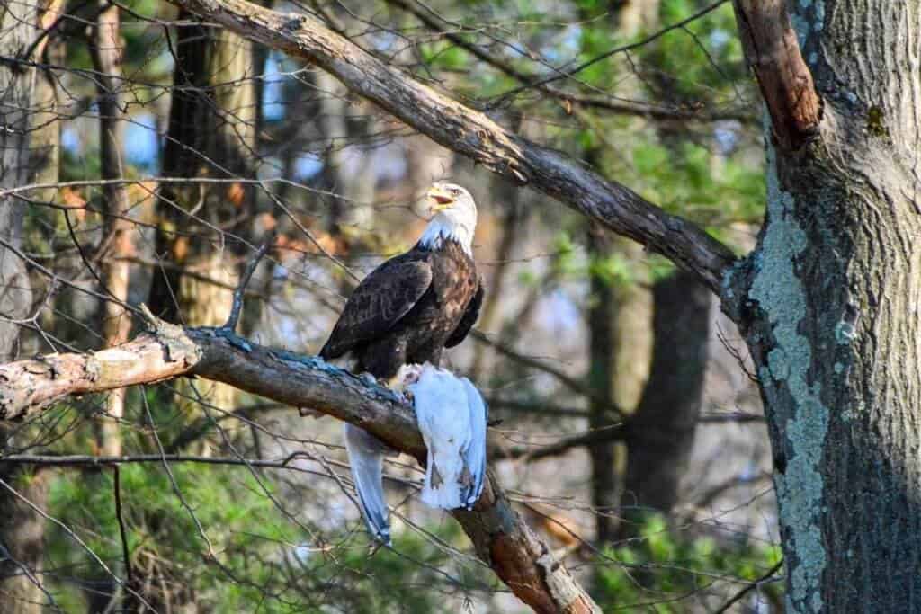 Best Places To Go Bird-Watching in Tulsa - The Happiness Function