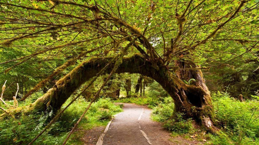 Guide To Visiting Washington's Beautiful National Parks (From a Local ...