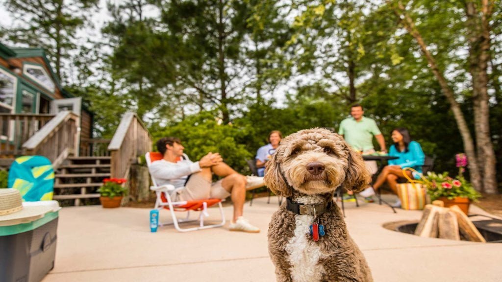 5 Pet-Friendly KOAs Perfect For a Summer Camping Trip - The Happiness ...